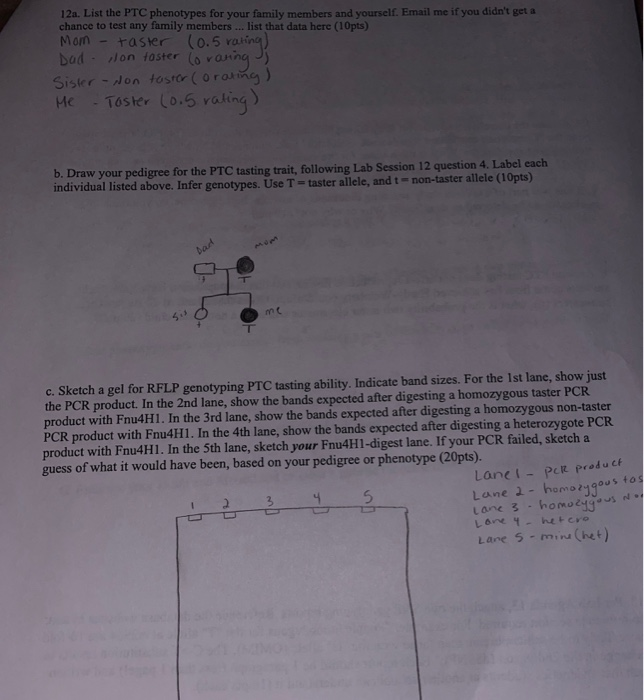 Solved 12a. List the PTC phenotypes for your family members | Chegg.com