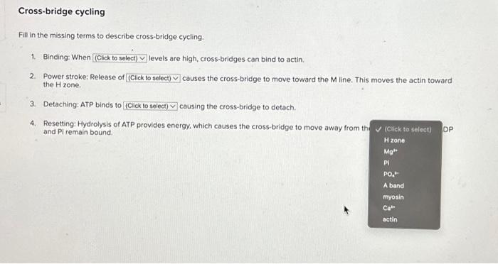 Solved Cross-bridge cycling Fill in the missing terms to | Chegg.com