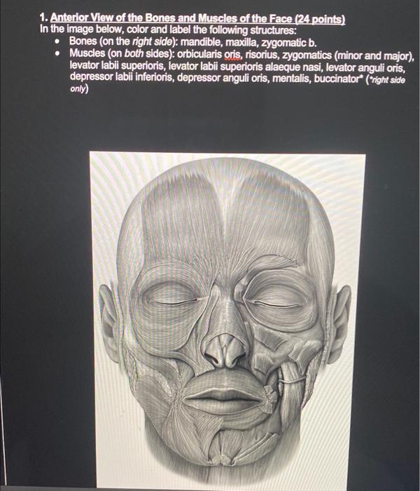 Solved 1. Anterior View of the Bones and Muscles of the Face | Chegg.com