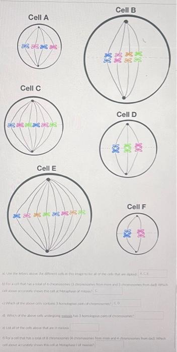 Solved Cell F The images below represent various-cells | Chegg.com