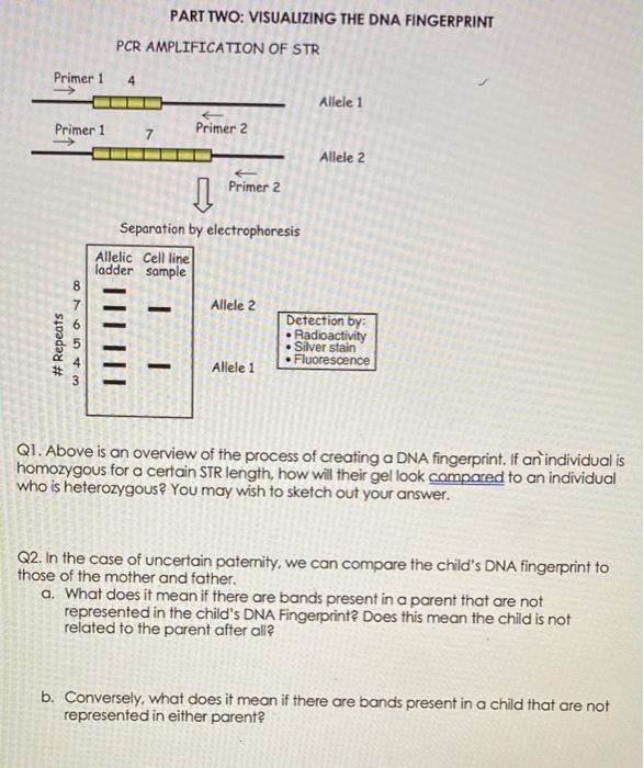 Solved PART TWO: VISUALIZING THE DNA FINGERPRINT PCR | Chegg.com