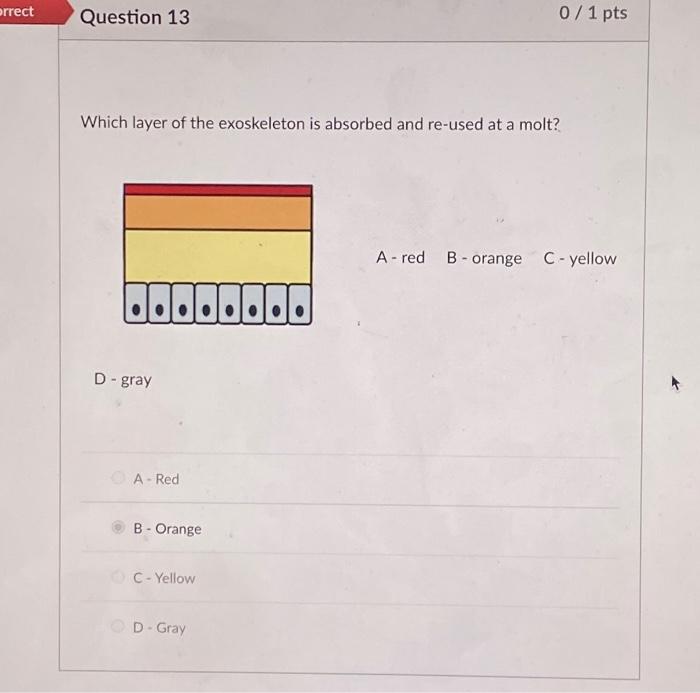 Solved rrect Question 13 Which layer of the exoskeleton is | Chegg.com