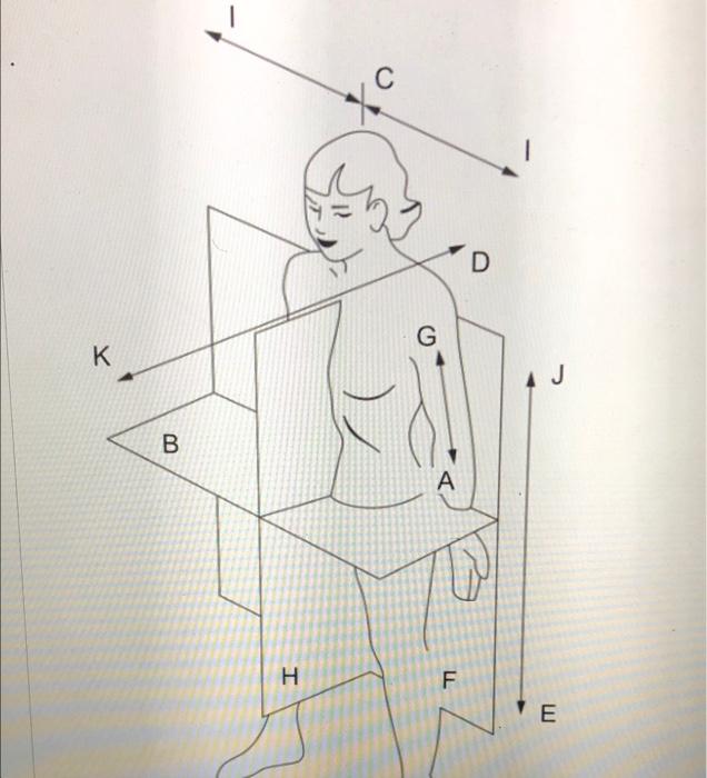 Solved G frontal planeC anterior (or ventral) D anterior (or | Chegg.com