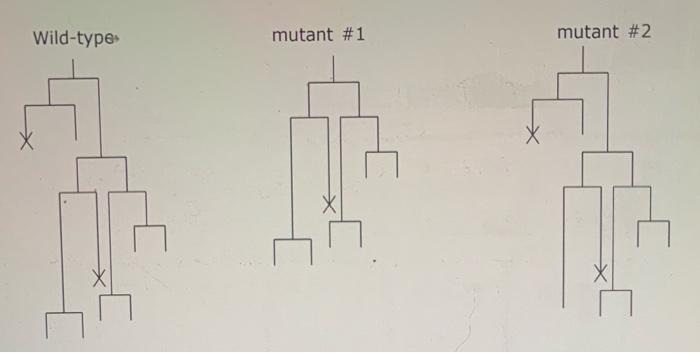 Solved Wild-type mutant #1 mutant #2 4 a) Draw a circle | Chegg.com Solved Wild-type mutant #1 mutant #2 4 a) Draw a circle | Chegg.com
