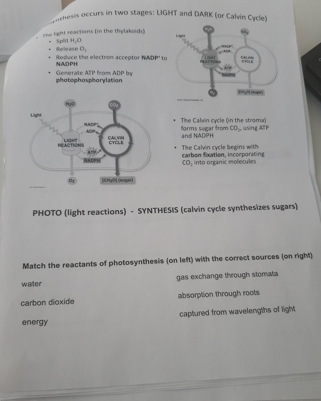Solved H20 CO, synthesis occurs in two stages: LIGHT and | Chegg.com