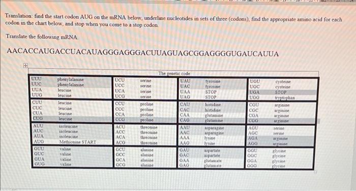 Solved Translation find the start codon AUG on the mRNA | Chegg.com