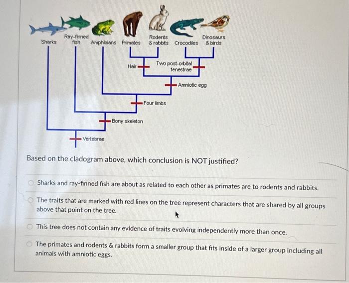 Solved Based on the cladogram above, which conclusion is NOT | Chegg.com