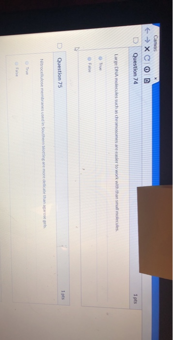 Solved Canvas →XCIO D Question 74 1 pts Large DNA molecules | Chegg.com Solved Canvas →XCIO D Question 74 1 pts Large DNA molecules | Chegg.com