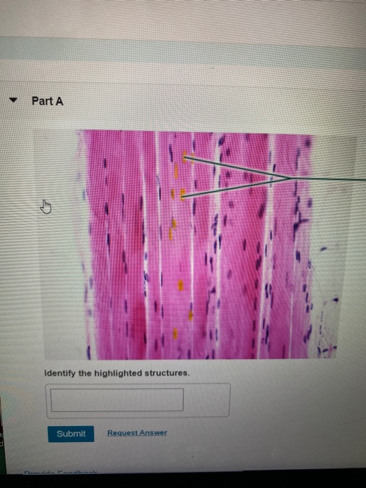 Solved Part A Identify the highlighted structures. Submit | Chegg.com
