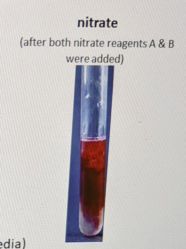 Solved nitrate (after both nitrate reagents A \& B were | Chegg.com