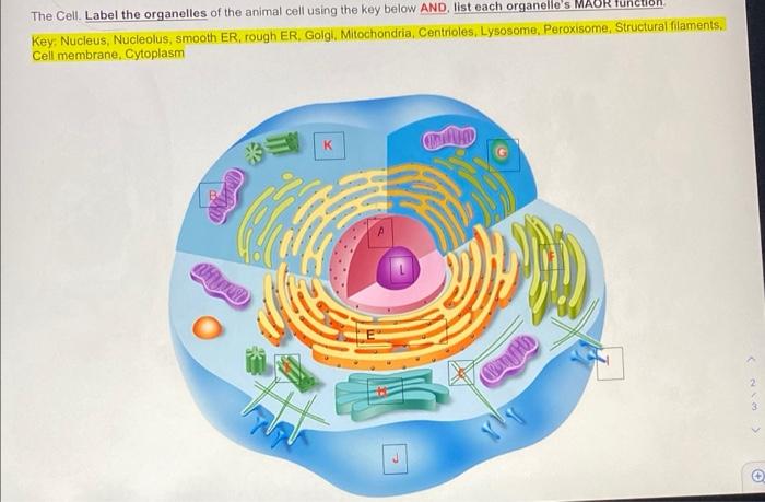 Solved The Cell. Label the organelles of the animal cell | Chegg.com