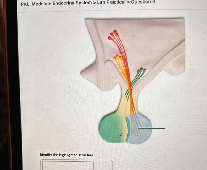 PAL: Models > Endocrine System > Lab Practical > | Chegg.com