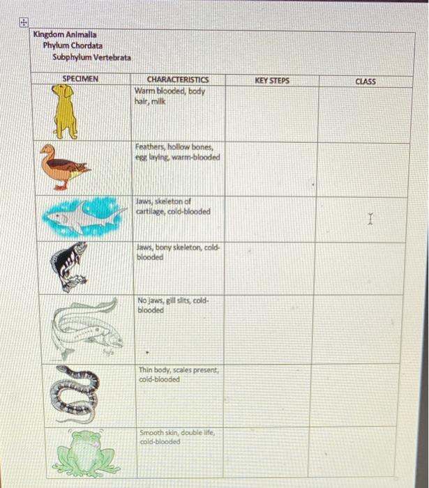 Solved Dichotomous Identification Keys Using the dichotomous | Chegg.com
