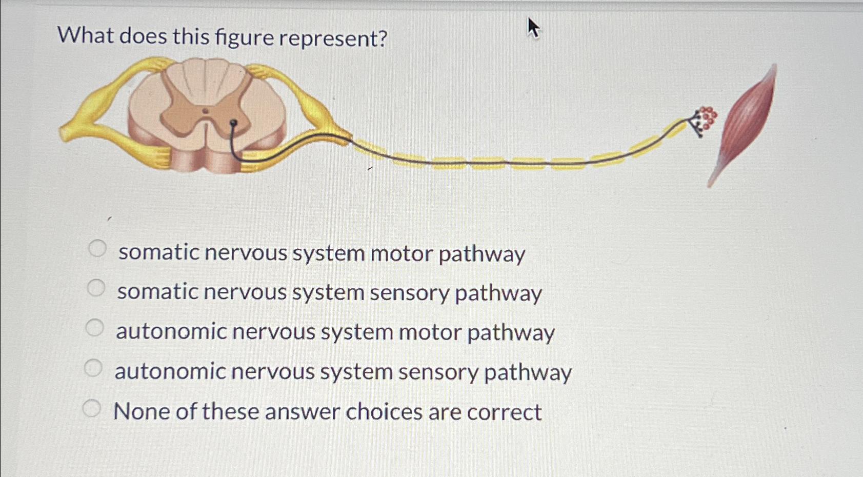 Solved What does this figure represent?somatic nervous | Chegg.com
