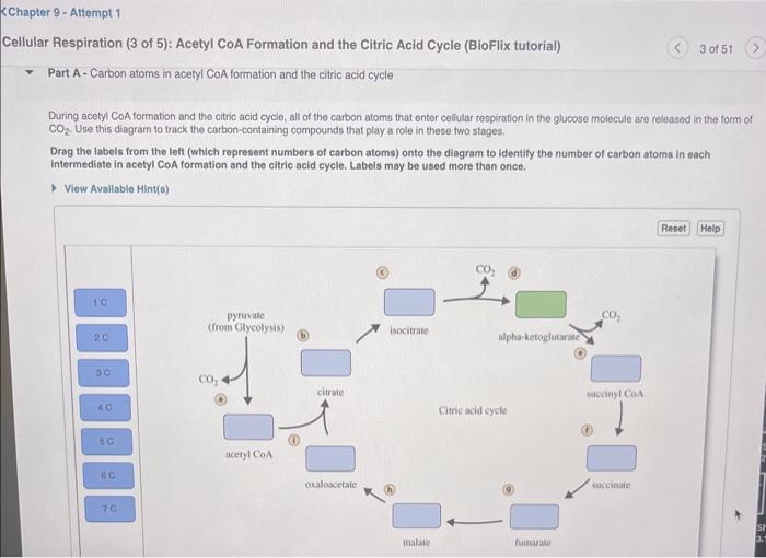 Solved ar Respiration (3 of 5): Acetyl CoA Formation and the | Chegg.com