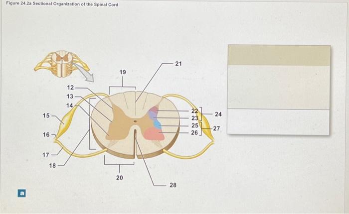 Solved Figure 24.2a Sectional Organization of the Spinal | Chegg.com