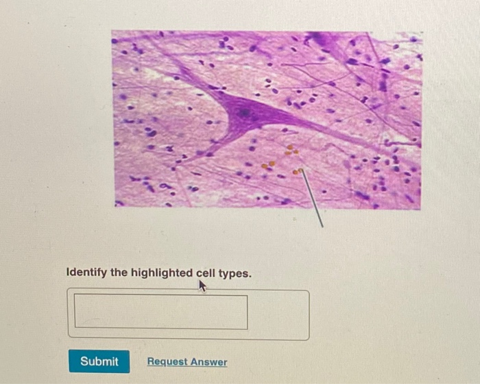 Solved Identify the highlighted cell types. Submit Request | Chegg.com