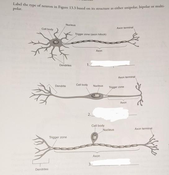 Solved Label the parts of a neuron in Figure 13.2. Nissl | Chegg.com
