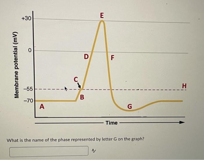 Solved E +30 0 D F Membrane potential (mV) с 4 H -55 B -70 А | Chegg.com