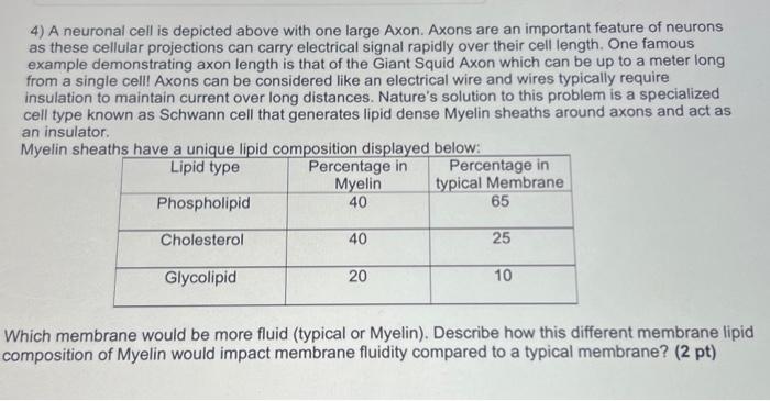 Solved 4) A neuronal cell is depicted above with one large | Chegg.com