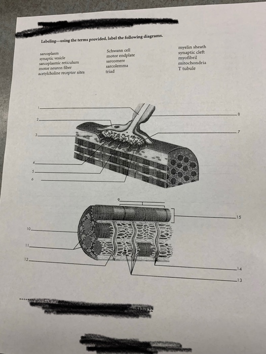 Solved Student Name Labeling-using the terms provided, label | Chegg.com