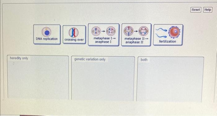 Solved Reset Help heredity only\& = ( ) (1) (11) | Chegg.com