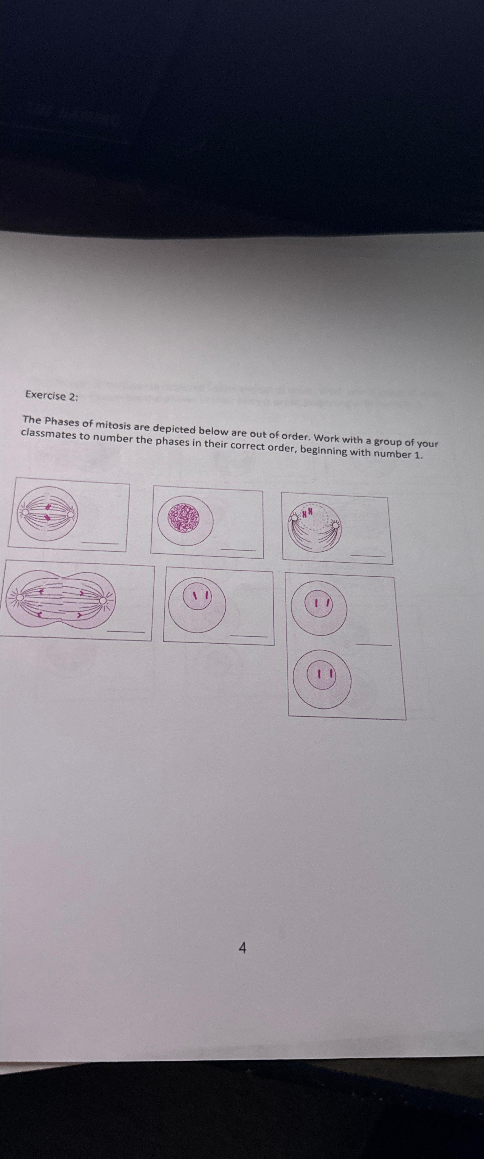 Solved Exercise 2:The Phases of mitosis are depicted below | Chegg.com