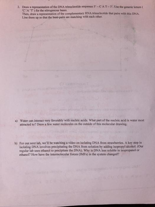 Solved 2. Draw a representation of the DNA trinucleotide | Chegg.com