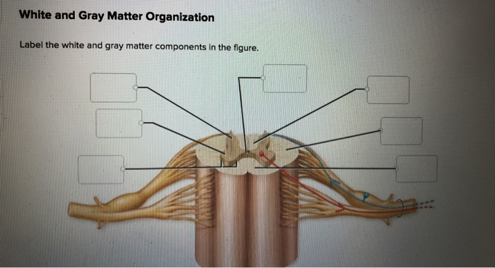 OneClass: Label the white and gray matter components in the figure