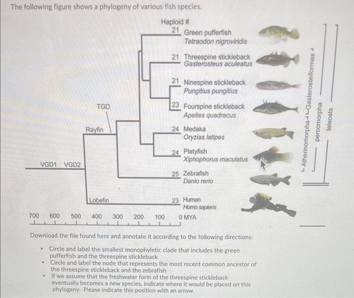 Solved The following figure shows a phylogeny of various | Chegg.com