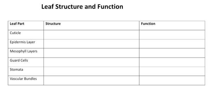 Solved Leaf Structure and Function | Chegg.com