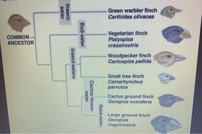 Solved 6(Graph - How many taxas) 7 (if the ances. finch was | Chegg.com