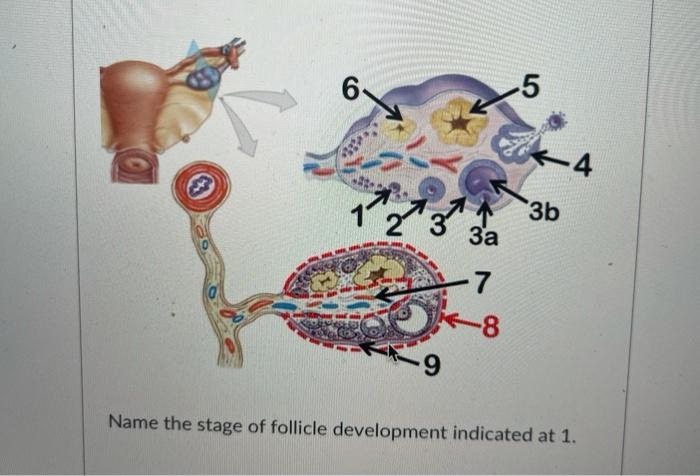 Solved Name the stage of follicle development indicated at | Chegg.com