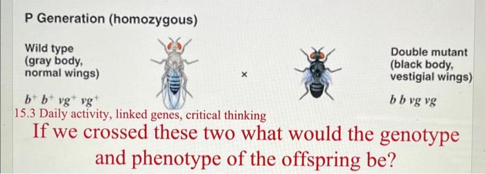 Solved P Generation (homozygous) Wild type (gray body, | Chegg.com