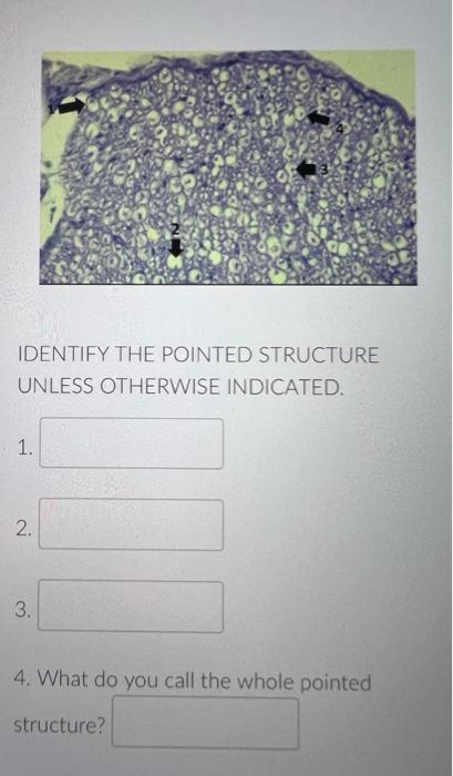 Solved IDENTIFY THE POINTED STRUCTURE UNLESS OTHERWISE | Chegg.com