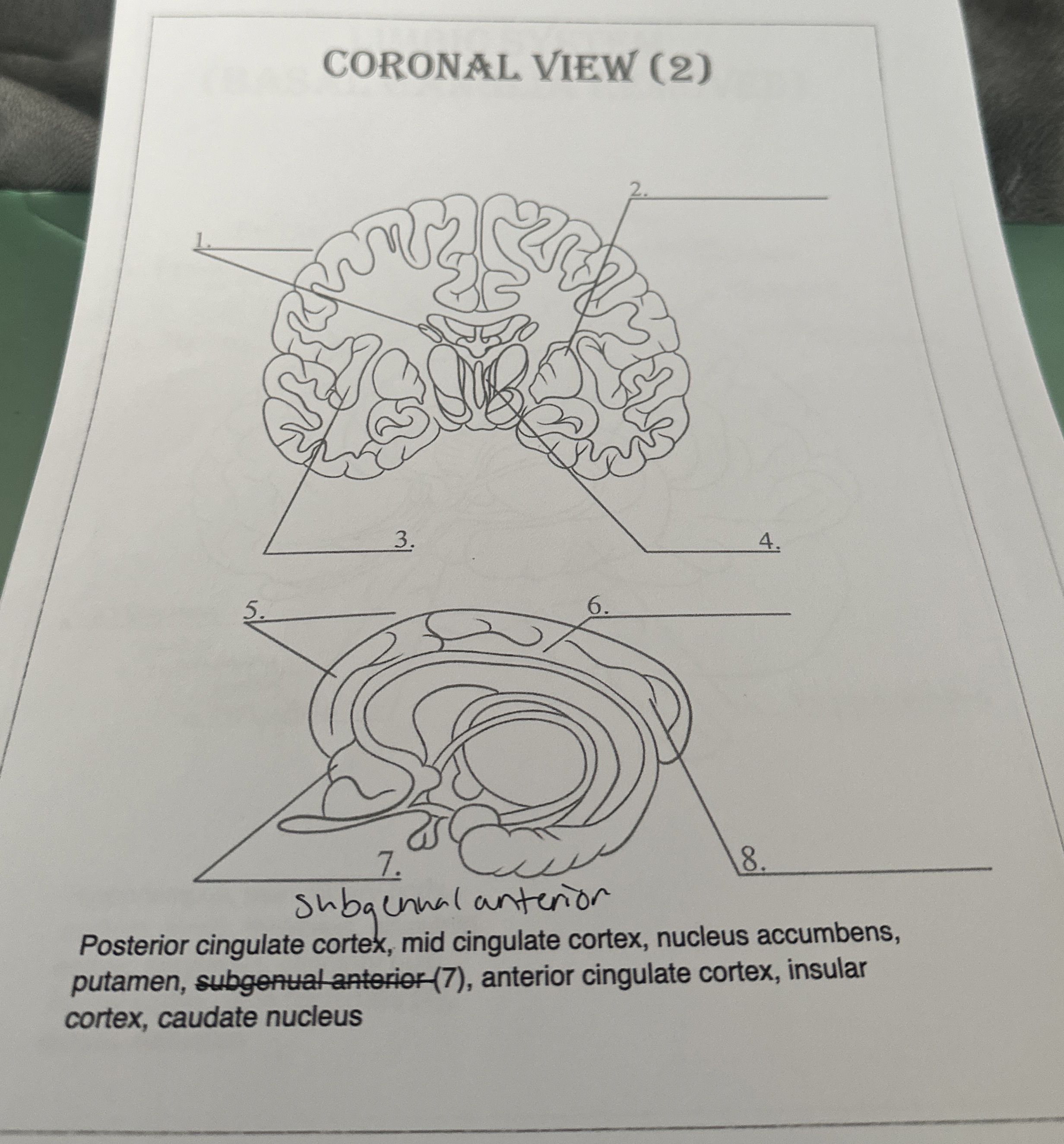 Solved CORONAL VIEW (2)Posterior cingulate cortex, mid | Chegg.com