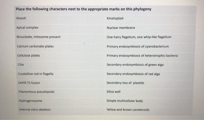 Solved EXCAVATA SAR CLADE ARCHAEPLASTIDA UNIKONTA Euglenozoa | Chegg.com