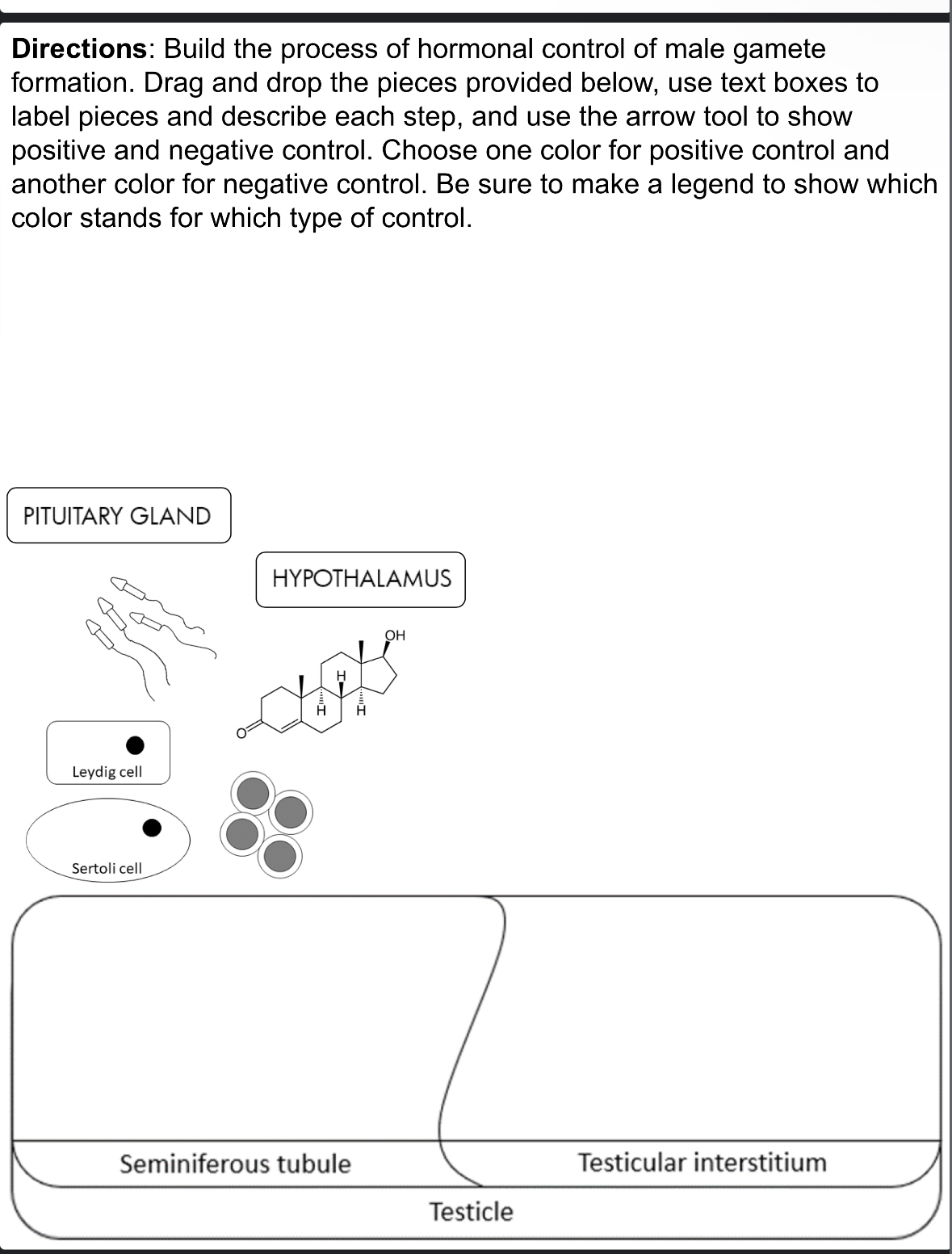 Solved Directions: Build the process of hormonal control of | Chegg.com