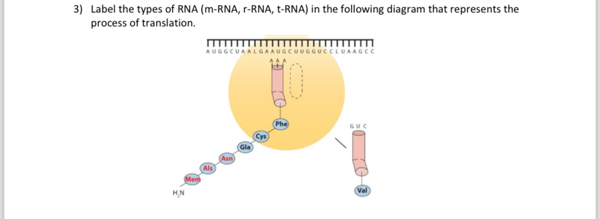 Solved Label the types of RNA (m-RNA, r-RNA, t-RNA) ﻿in the | Chegg.com