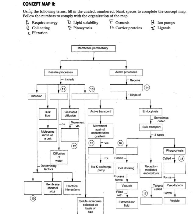 Solved CONCEPT MAP II: Using the following terms, fill in | Chegg.com