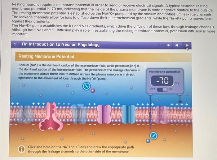 Solved Required information Neuron Anatomy and Resting | Chegg.com