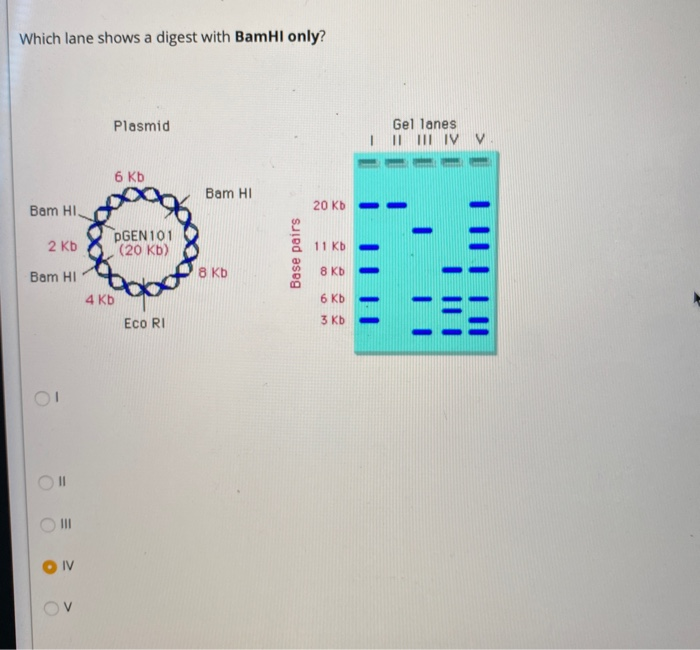 Solved Which lane shows a digest with BamHI only? Plasmid I | Chegg.com