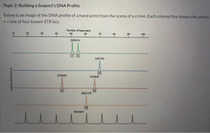 Solved Topic 2: Building a Suspect's DNA Profile Below is an | Chegg.com