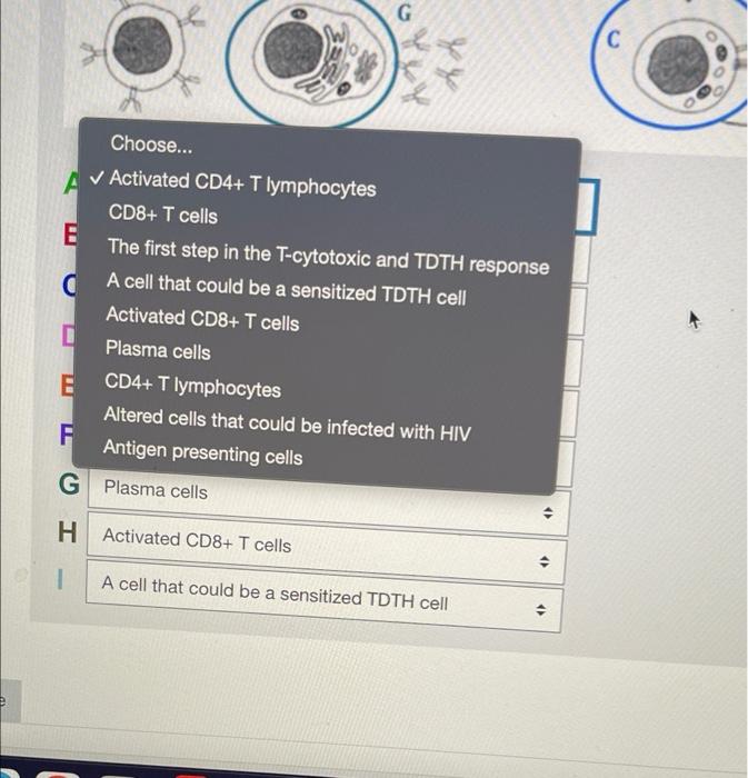 Solved Use the diagram below to match the cells/processes | Chegg.com