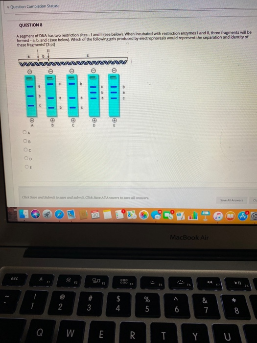 Solved Question Completion Status QUESTIONS A segment of DNA | Chegg.com