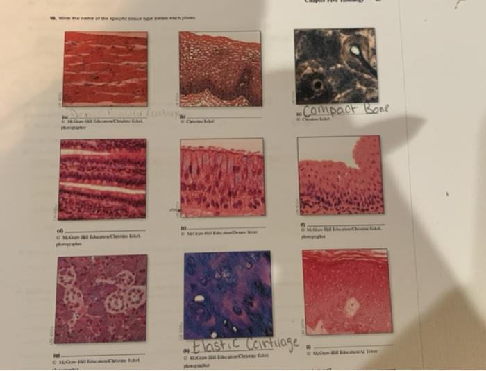 Solved write the name of the specific tissue type for each | Chegg.com