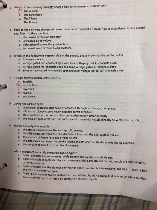 Solved Which of the following does not change size during a | Chegg.com