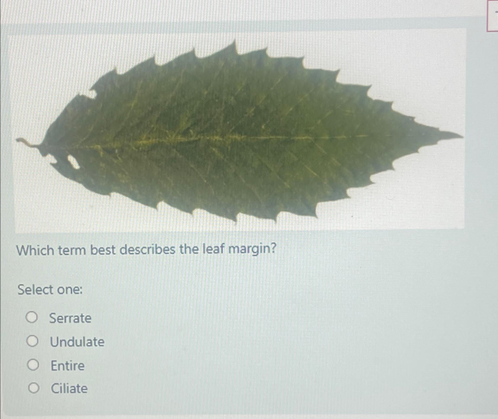 Solved Which term best describes the leaf margin?Select | Chegg.com