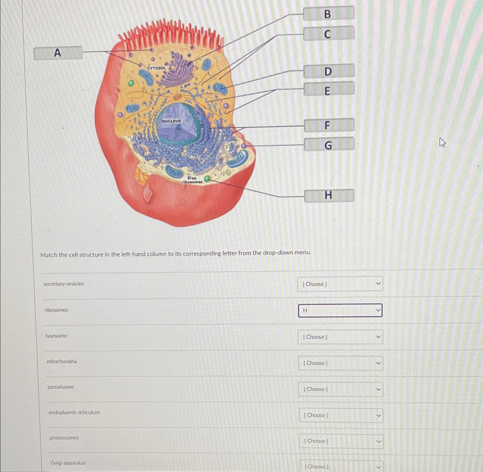 Solved Match the cell structure in the left-hand column to | Chegg.com