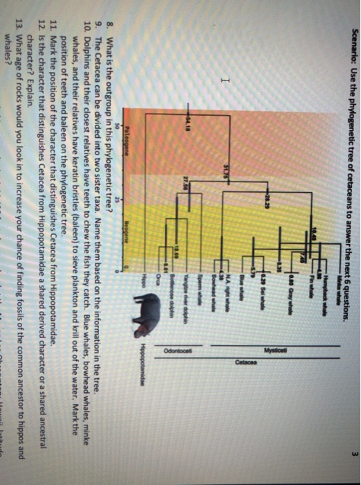 Solved Scenario: Use the phylogenetic tree of cetaceans to | Chegg.com